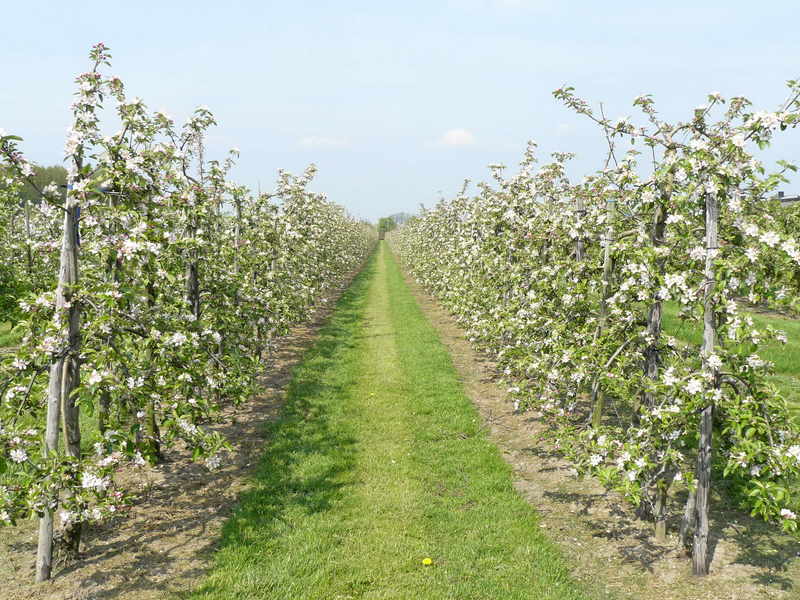 Fruitteelt | Fruitbedrijf de Hoenderik Tricht
